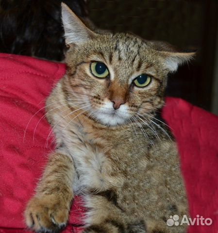 Потрясающая девочка - котенок в любящие руки