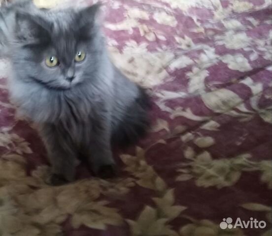 Чудесные котята