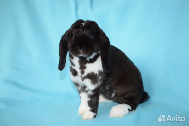 Породистый кролик. Яркий окрас. Питомник. Доставка