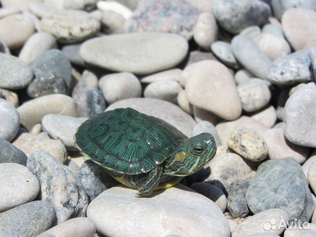 Черепашка красноухая