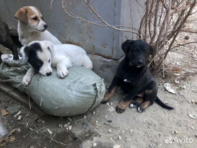 Щенки, щенок даром в добрые руки