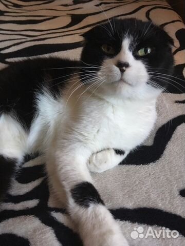 Шотландская вислоухая