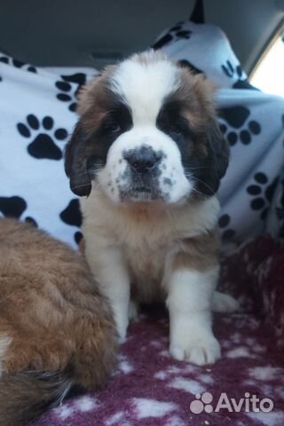 Сенбернарчики