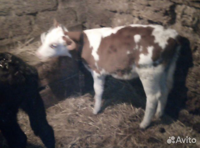 Продам бычков