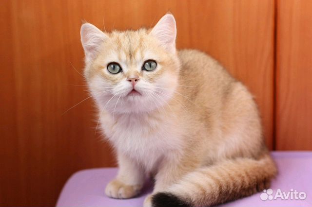 Солнечный золотой котик