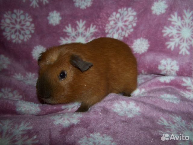 Мальчик калифорния