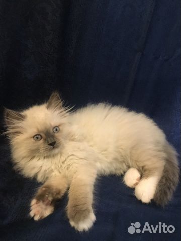 Котёнок персидский