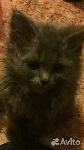 Британский котёнок