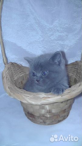 Очаровательные шотландцы