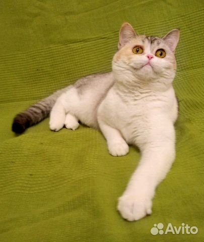 Шикарная кошечка