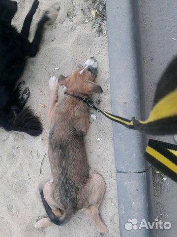 Пропала собака