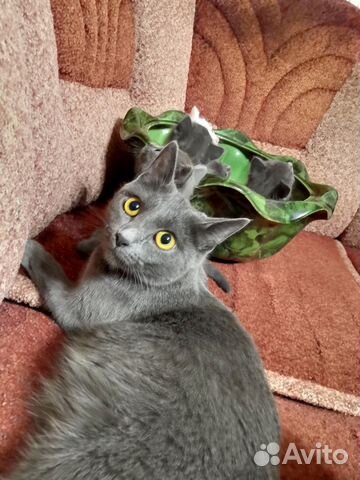 Ищем хозяев для малышей