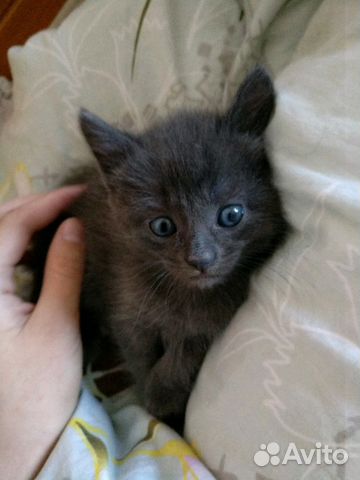 Очень игривые и милые котята отдаются в добрые рук