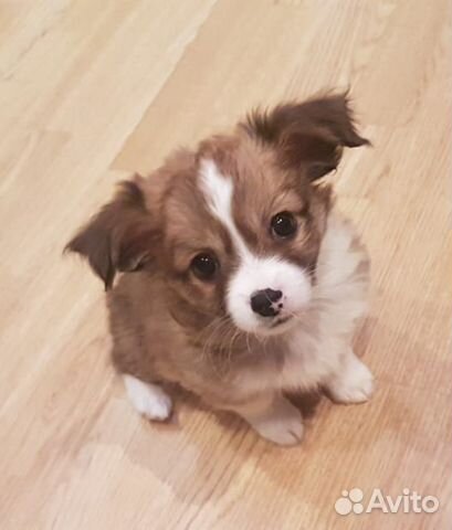 Щенки чихуахуа