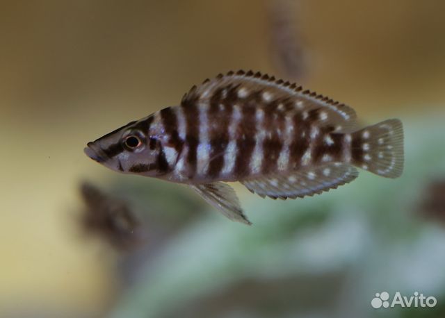 Цихлиды оз.Танганьика.Юлидохромис,Кальвус