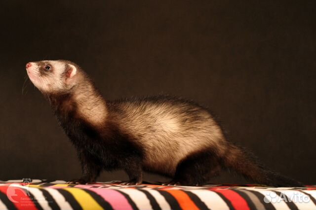 Хорек, девочка (2 года, стерилизована)