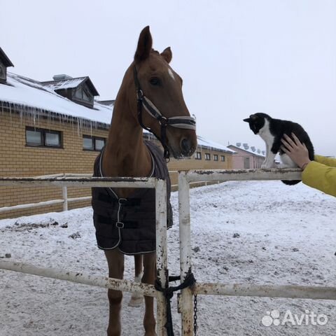 Котенок с ипподрома ищет дом