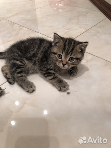 Шотландские котята
