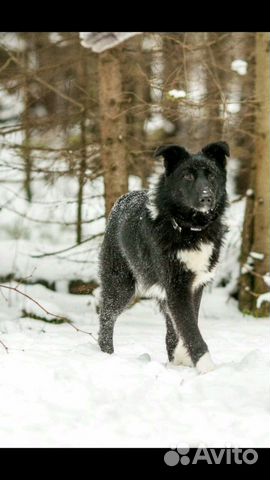 Саймон щенок 7 месяцев