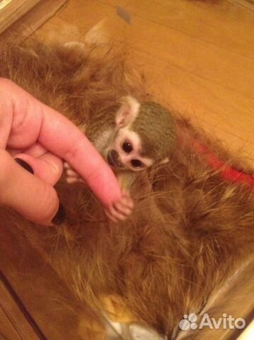 Маленькая обезьянка