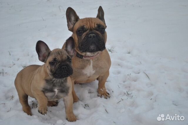 Щенок - мальчик французского бульдога