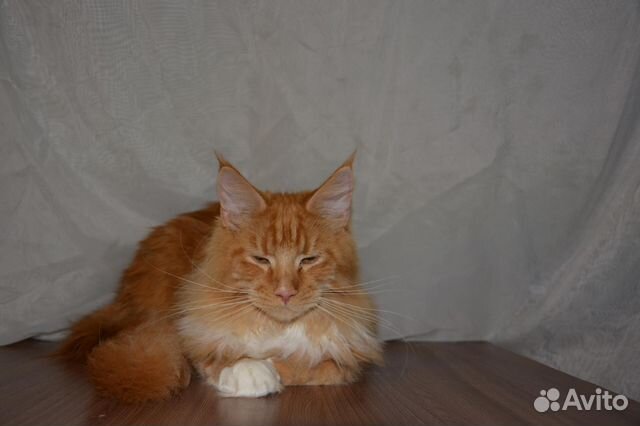 Мейн Кун в разведение питомник "Мини Линкс"