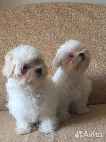 Мальтийская болонка (мальтезе)