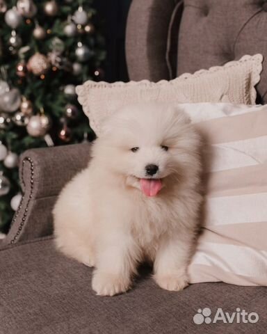 Самоедская лайка