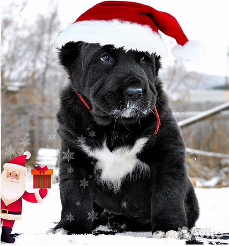 Мальчик алабайчик