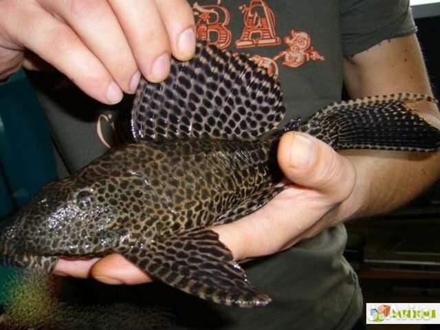 Птеригаплихт парчевый 25 см