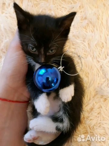 Котик в добрые руки