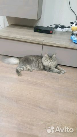 Продам Кота