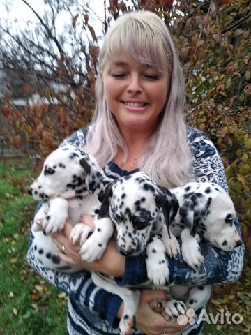 Продам щенков долматина