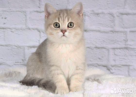 Британский мальчик Василёк