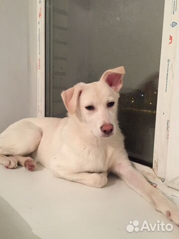 Девочка снегурочка 1,5 года