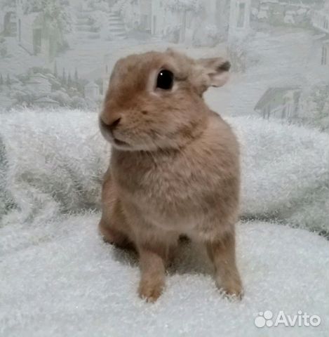 Карликовый кролик. Самочка