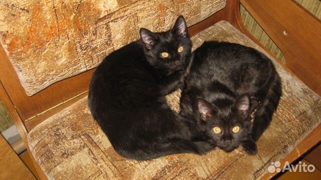 Бомбейские котята