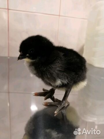 Яйцо, цыплята