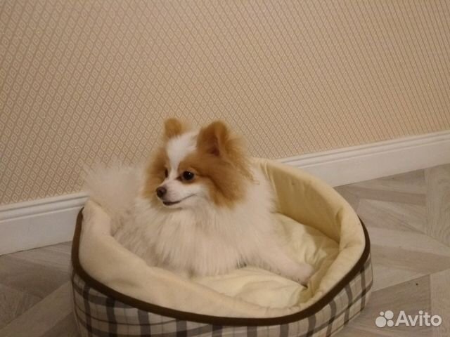 Померанский шпиц