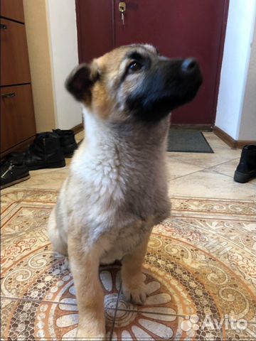 Продаётся щенок мальчик