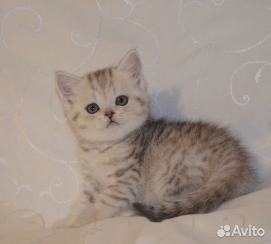 Шикарный шотландский плюшевый котенок