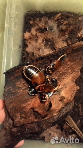 Тараканы Lucihormetica verrucosa (автомобильчики)