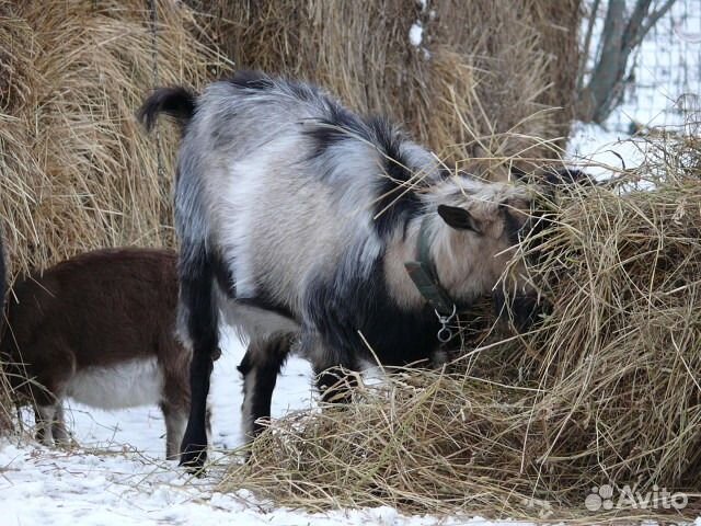 Чехо-альпийский козел