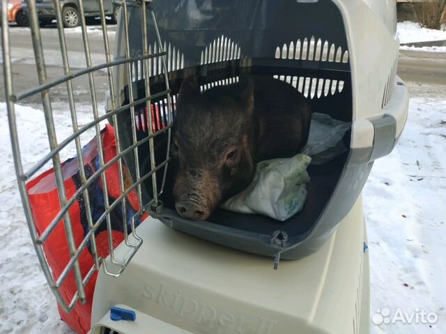 Поросенок минипиг, мальчик. Приучен к рукам, ладит