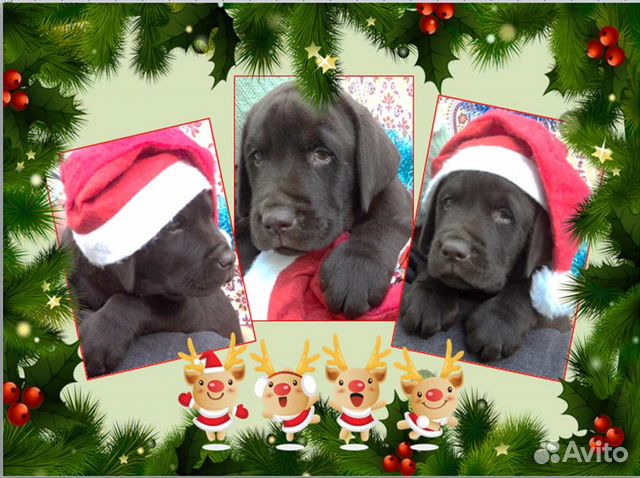 Породистые мальчики-лабрадорчики