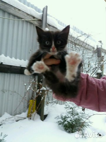 Котенок- лапочка девочка