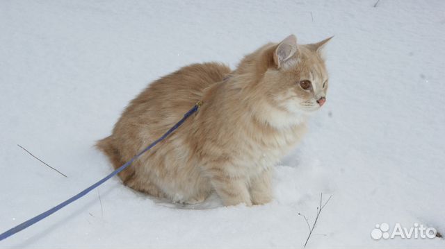 Шикарный персиковый котенок в добрые руки