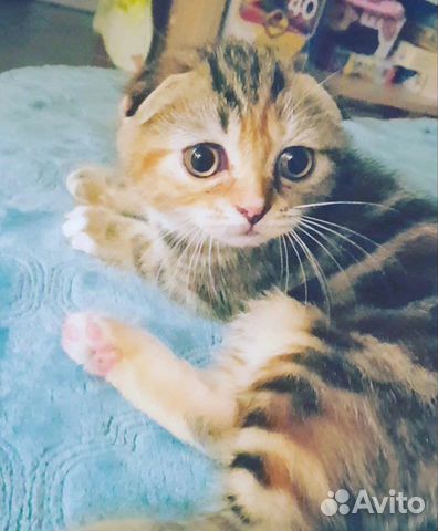 Шотланская вислоухая кошечка