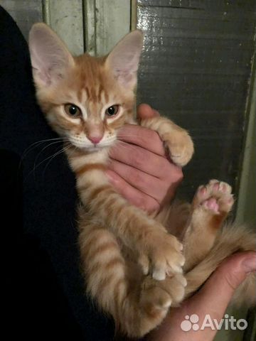 Котенок