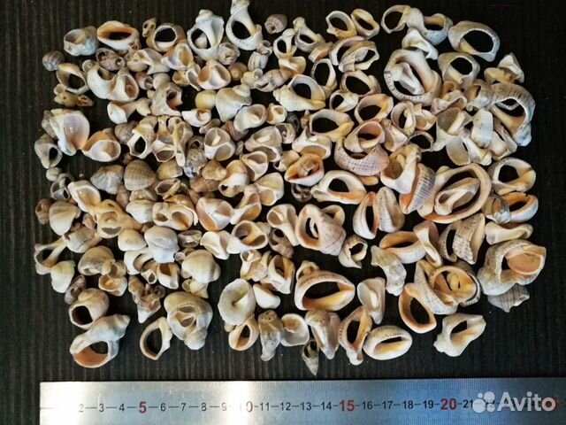 Набор ракушек (рапаны с отверстиями)